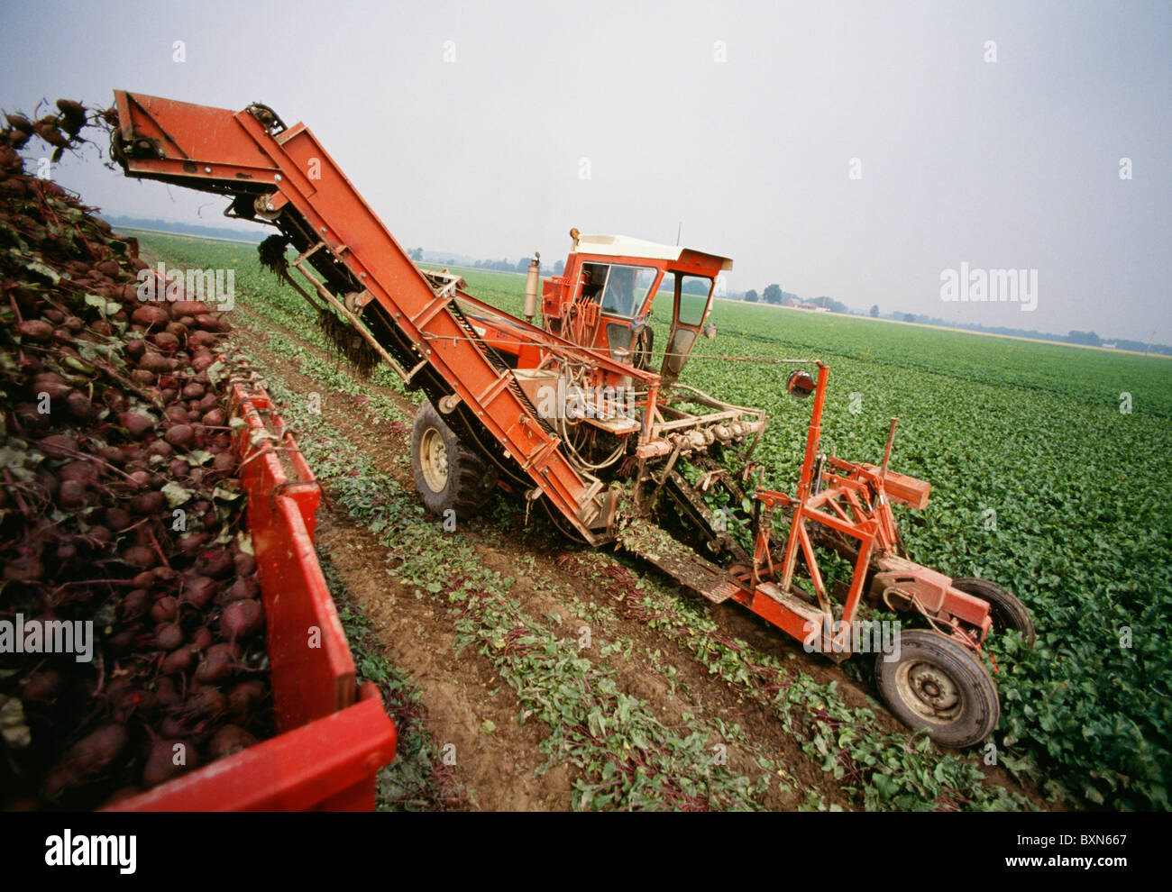 Harvesting beets table beets mount hi-res stock photography and images ...