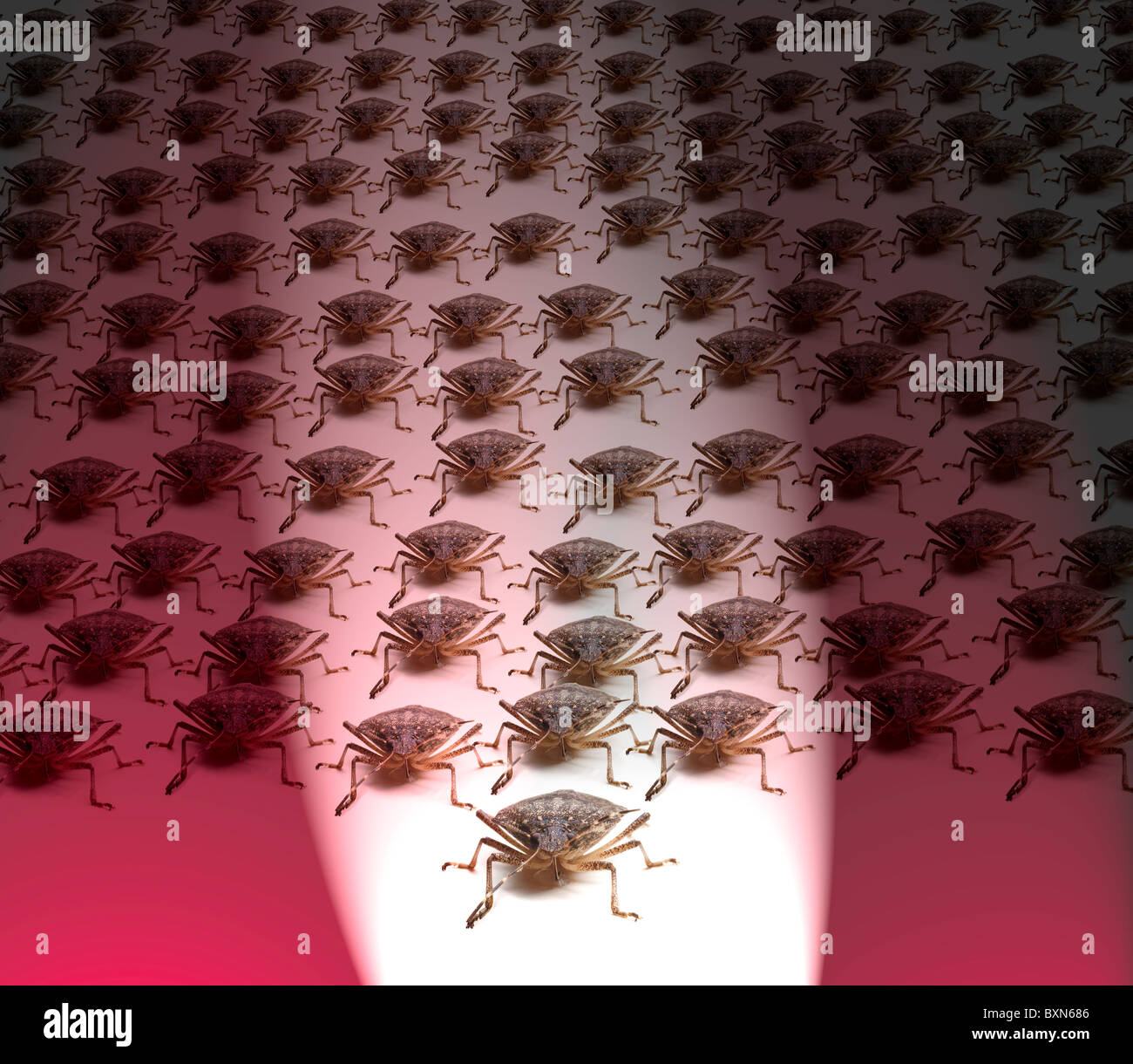 Large crowd of Brown Marmorated Stink Bug or Shield Bug spot lit with ...