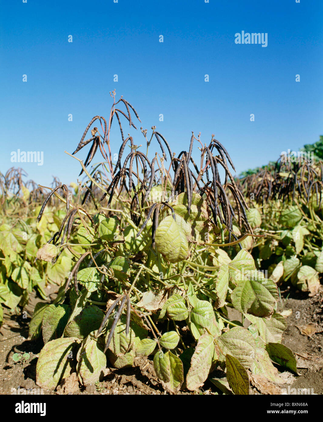 Experimental plot hi-res stock photography and images - Alamy