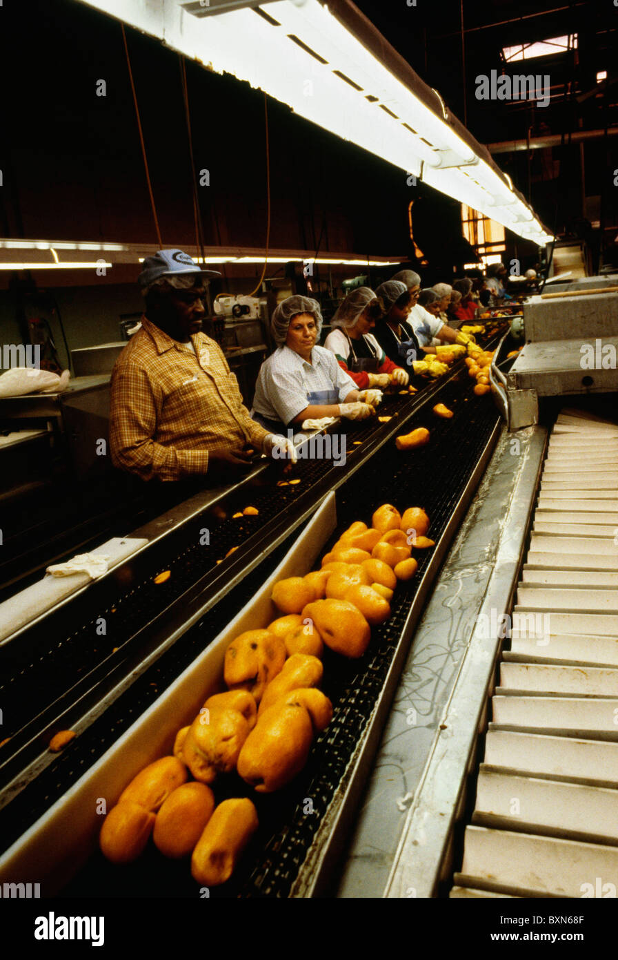 SORTING SWEET POTATOES AT PROCESSING PLANT / MARYLAND Stock Photo - Alamy