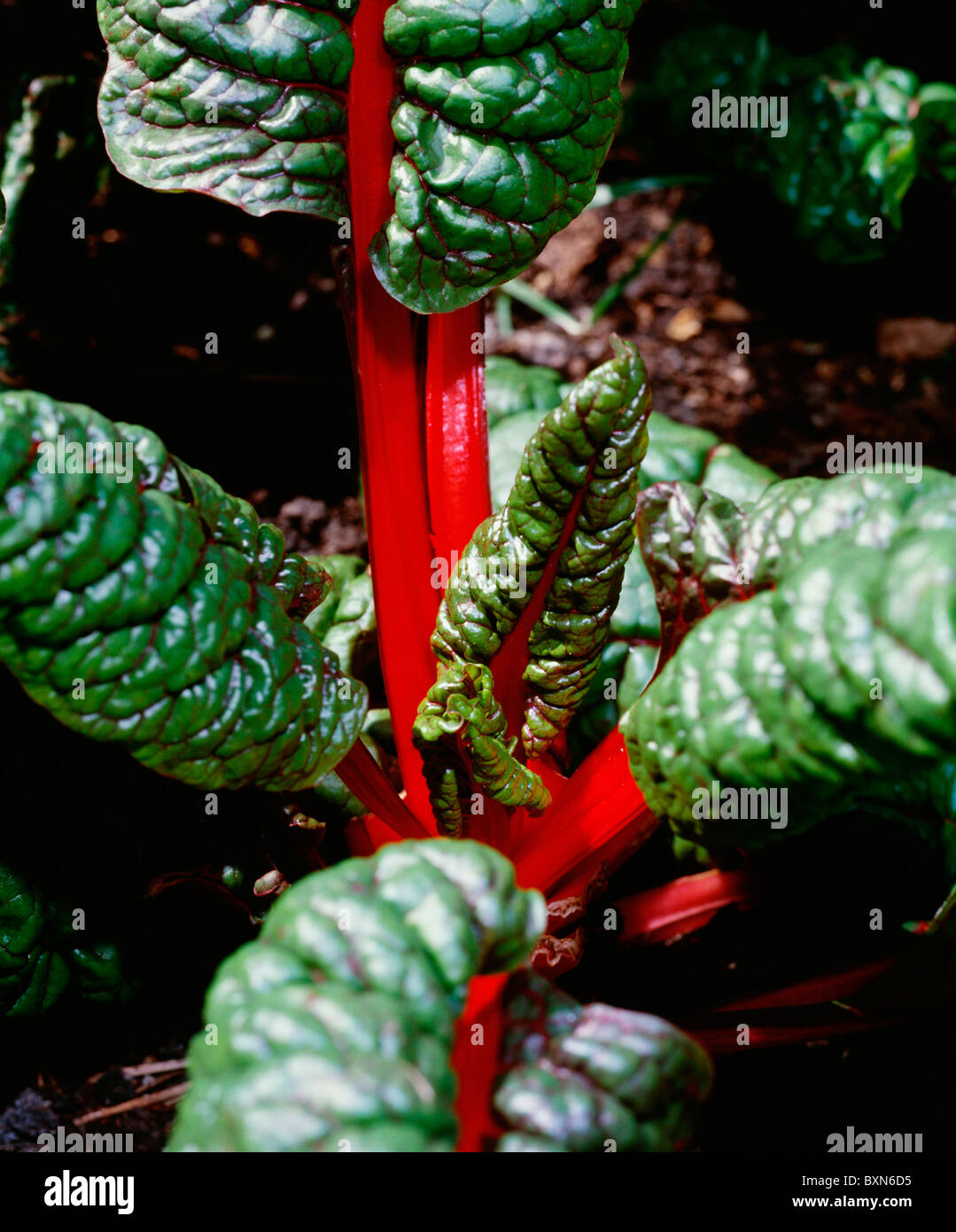 Red rhubarb swiss chard hi-res stock photography and images - Alamy