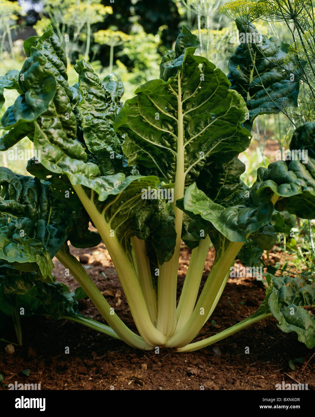 SWISS CHARD; FORDHOOK GIANT. RICH, DARK GREEN CRUMPLED LEAVES ARE THICK ...