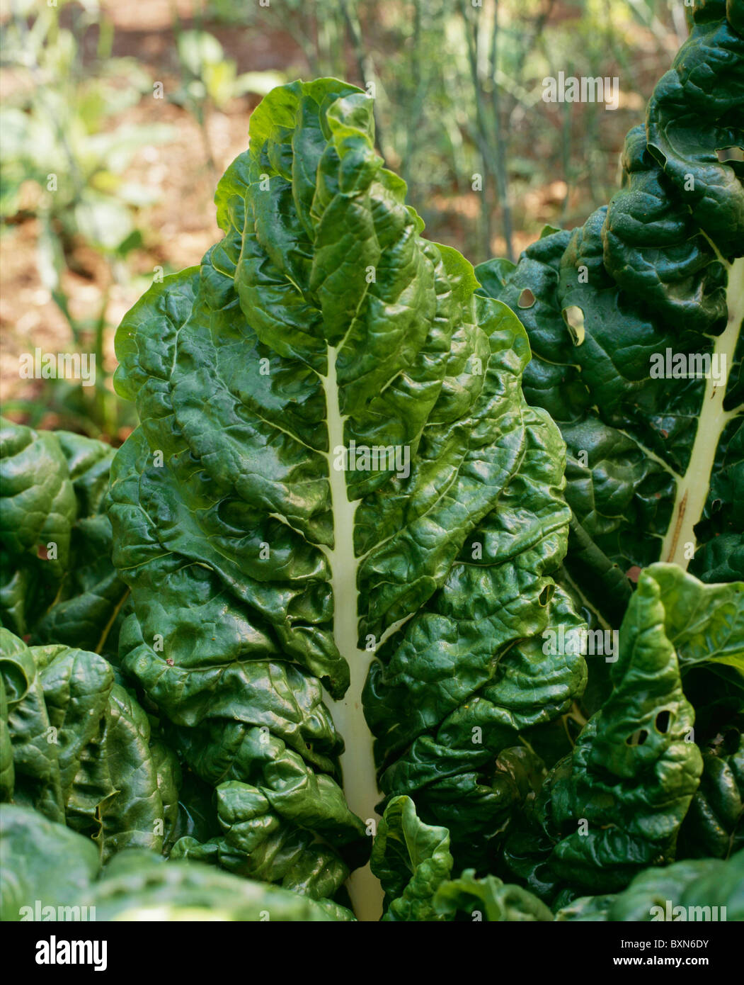 Organic Swiss Chard Fordhook giant close up of leaf Stock Photo - Alamy