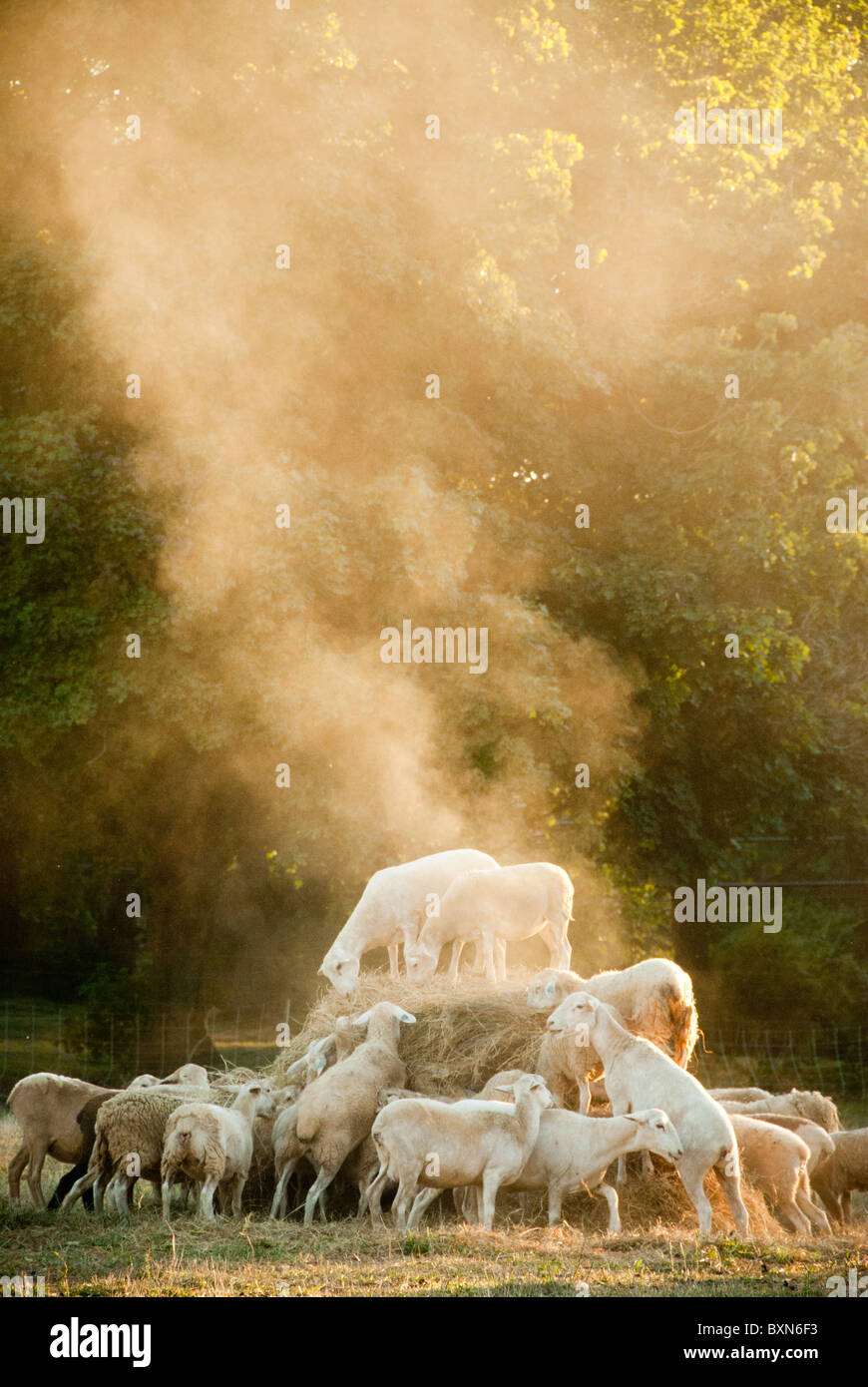 Dust sheep hi-res stock photography and images - Alamy