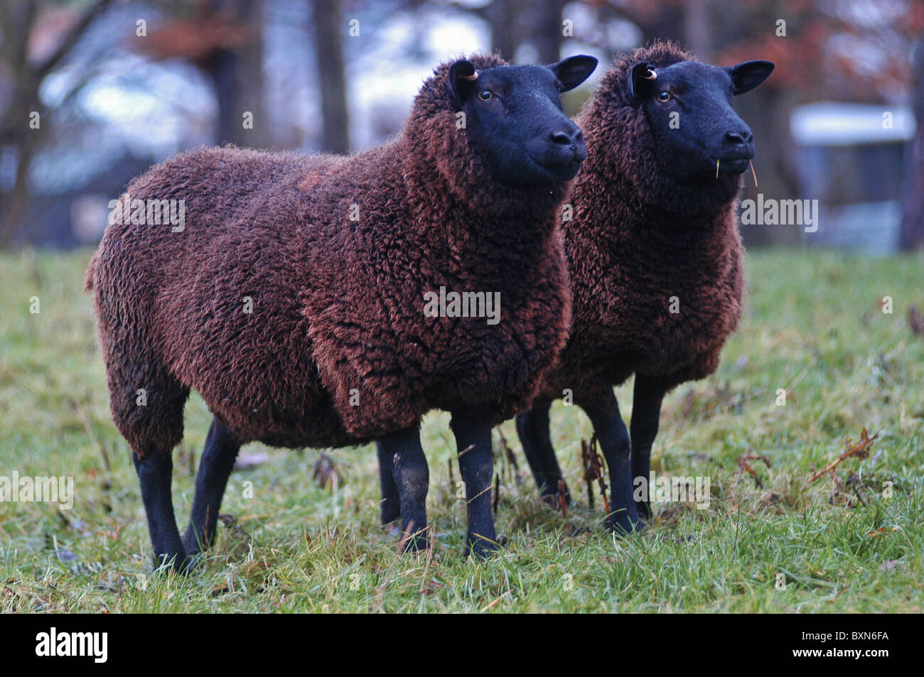 two black sheep in a field Stock Photo - Alamy