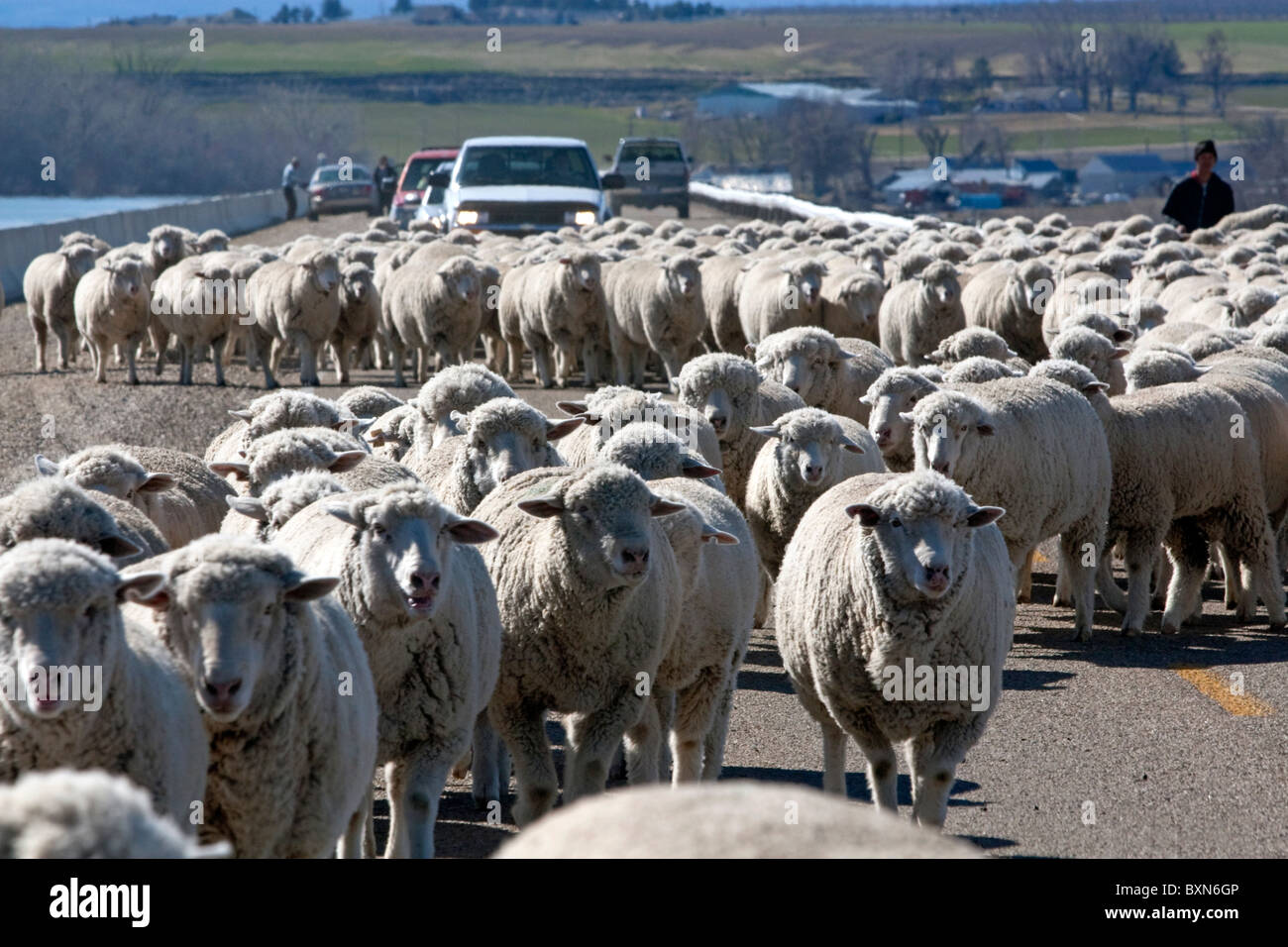 Sheep in rural areas hi-res stock photography and images - Alamy