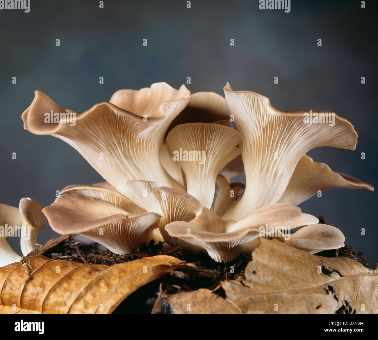 OYSTER MUSHROOM (PLEUROTUS OSTREATUS Stock Photo - Alamy