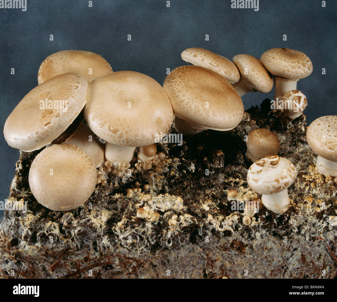 COMMERCIAL MUSHROOM (AGARICUS BISPORUS) SHOWING BUTTONS, FANCIES AND ...