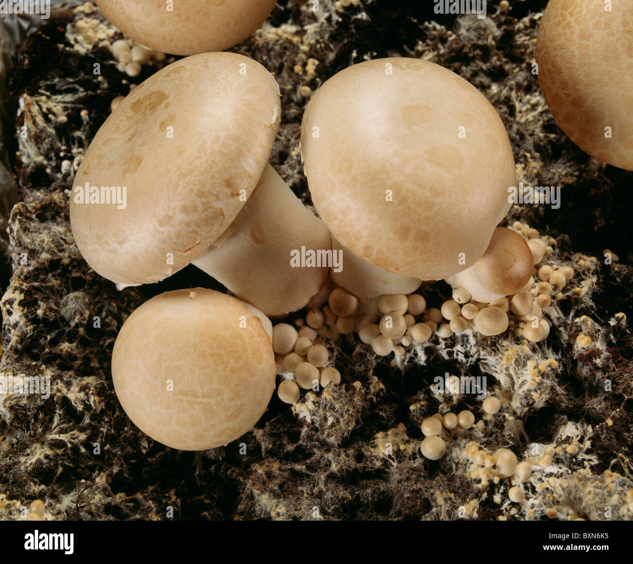 COMMERCIAL MUSHROOM (AGARICUS BISPORUS) SHOWING BUTTONS, FANCIES AND ...