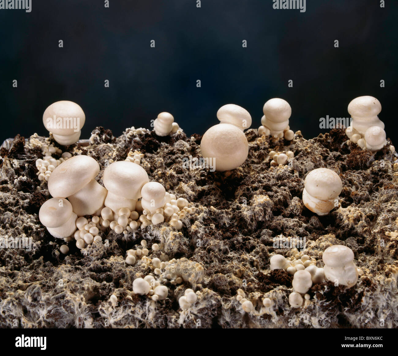 COMMERCIAL MUSHROOM (AGARICUS BISPORUS) SHOWING BUTTONS, FANCIES AND ...