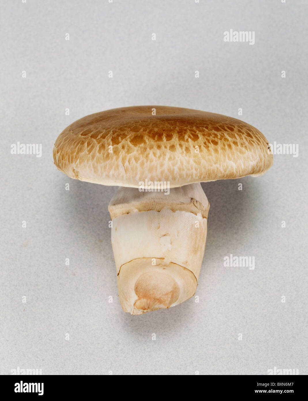 COMMERCIAL MUSHROOM (AGARICUS BISPORUS) SHOWING CAP, STEM AND RING ...