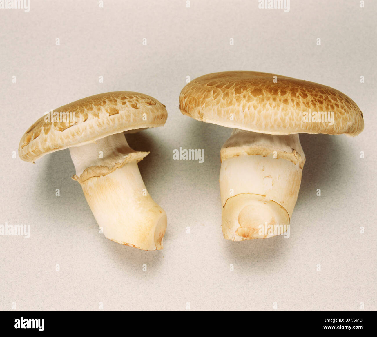 COMMERCIAL MUSHROOM (AGARICUS BISPORUS) SHOWING CAP, STEM AND RING ...