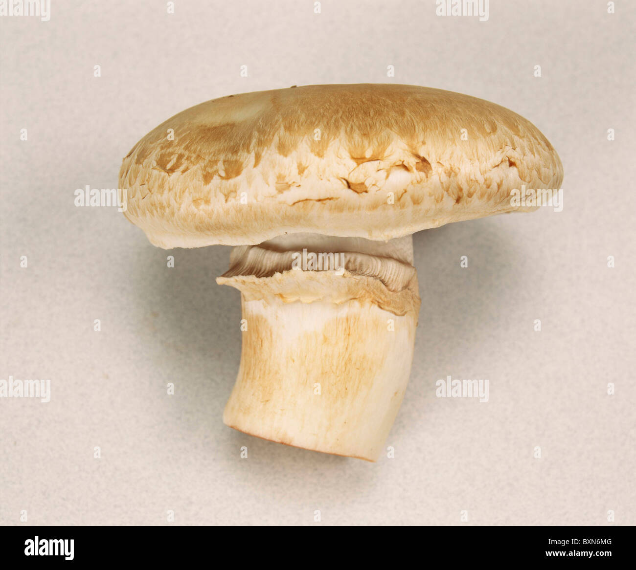 Agaricus Bisporus Life Cycle
