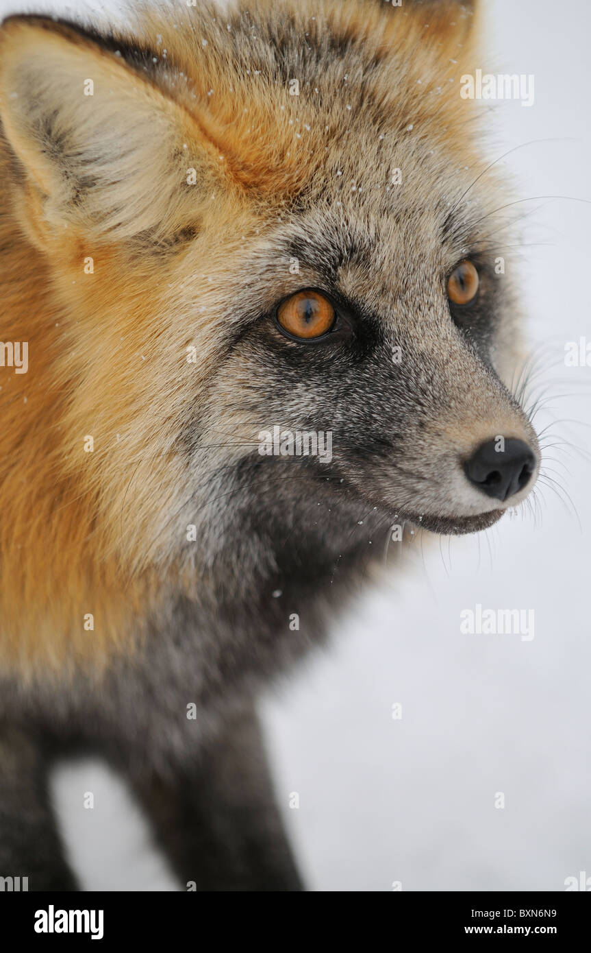 Red fox eyes ears nose hi-res stock photography and images - Alamy