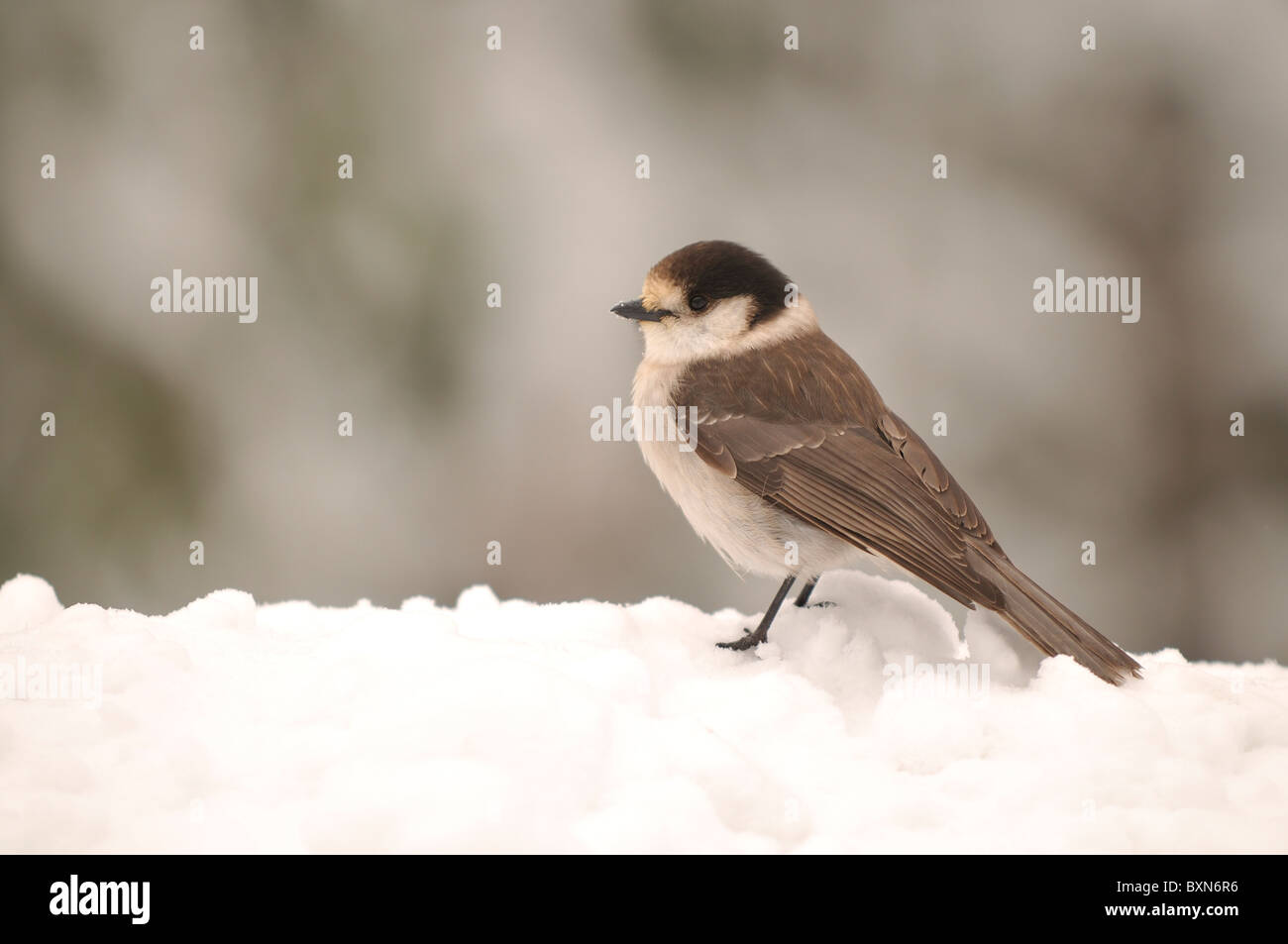 Grey jay feather hi-res stock photography and images - Alamy