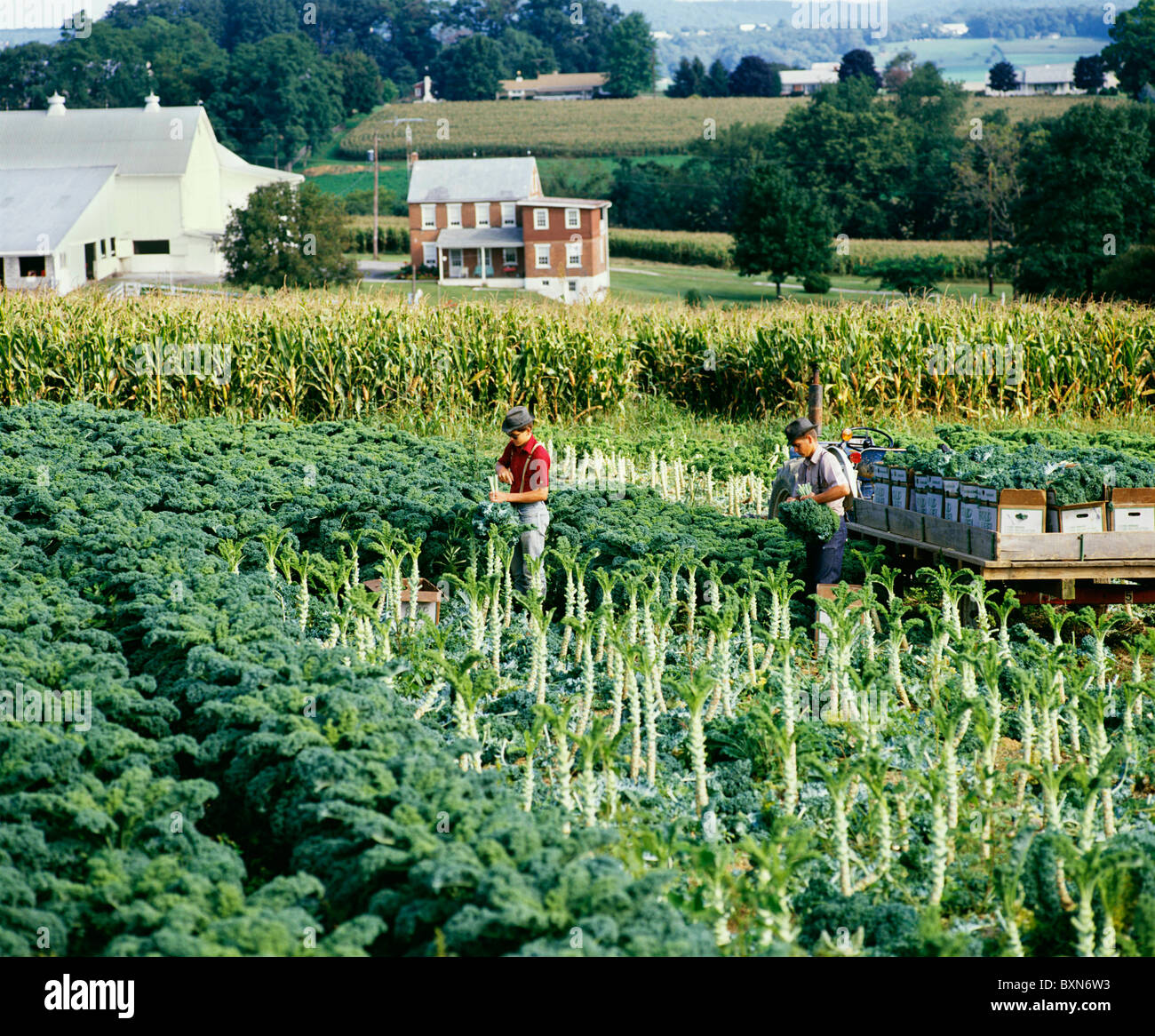 Man harvesting kale hi-res stock photography and images - Alamy