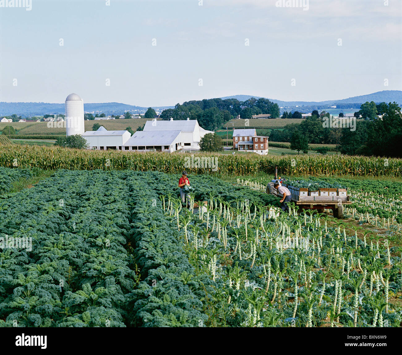 HARVESTING KALE RAY BUSHONG BRUNNERVILLE, PA Stock Photo - Alamy