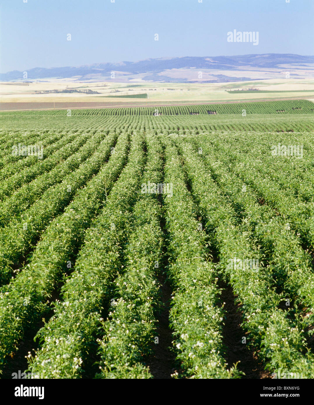 Idaho potato farming hi-res stock photography and images - Alamy