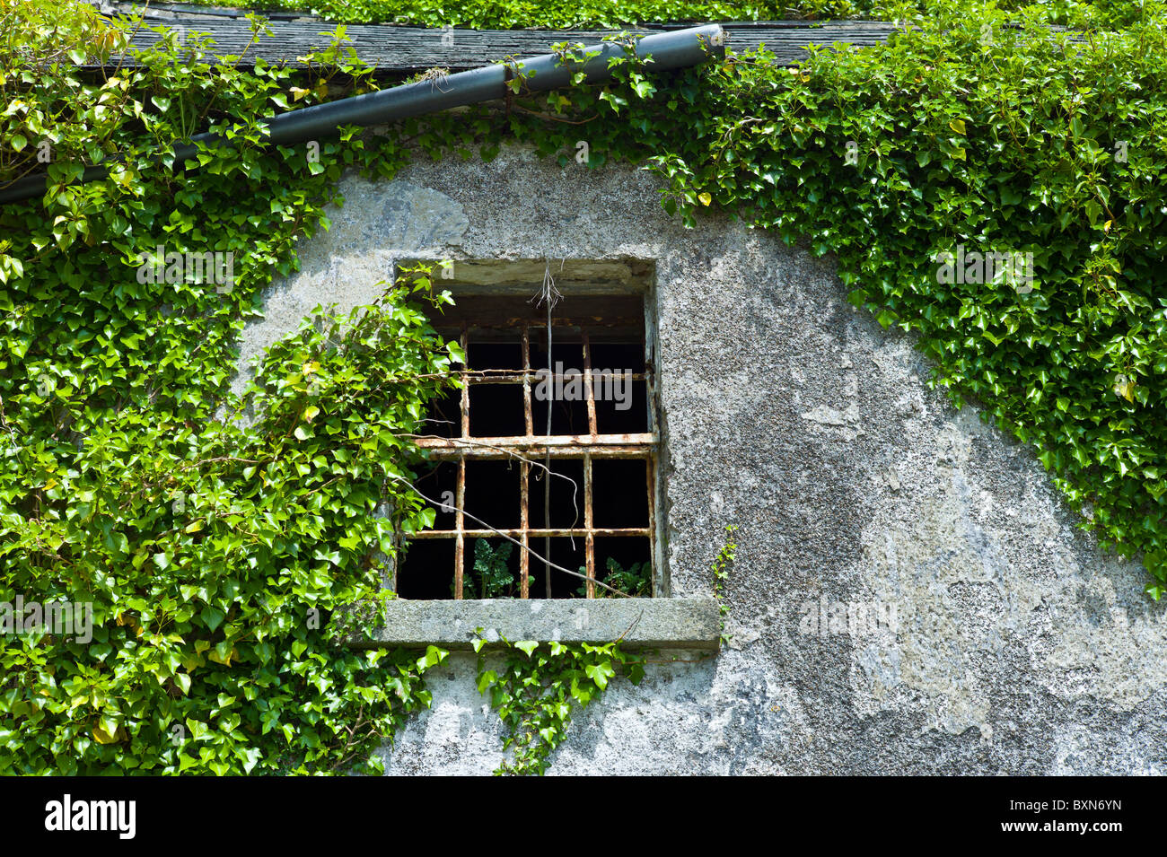 Derelict cottage for sale in need of renovation covered in ivy and ...