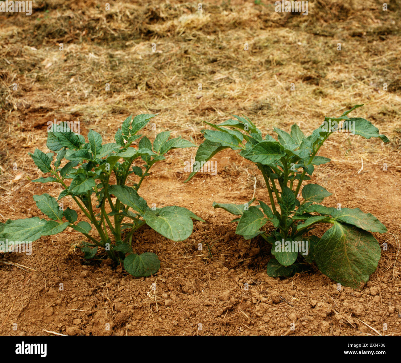 Irish potato field hi-res stock photography and images - Alamy