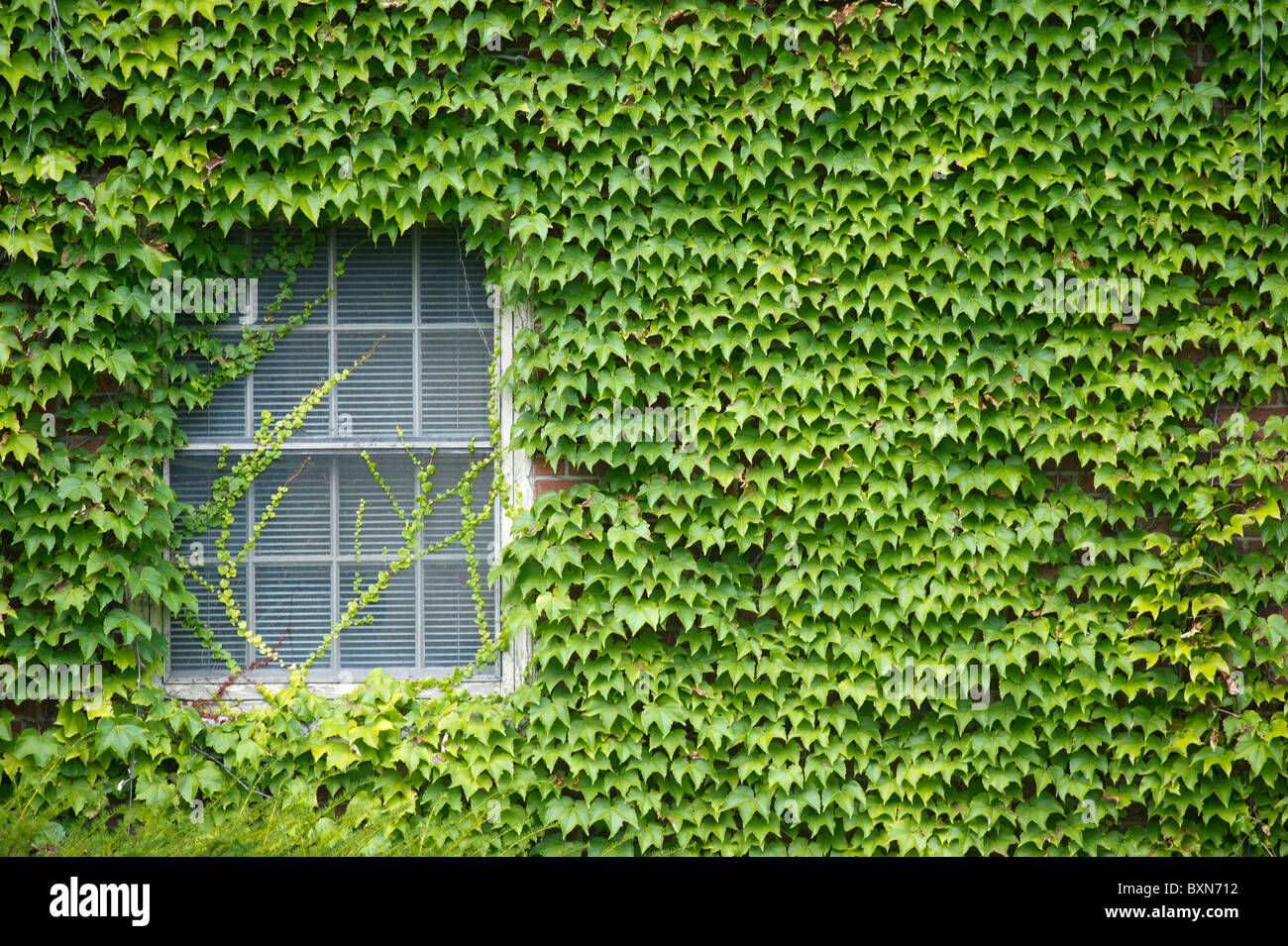 Window covered in ivy Stock Photo - Alamy