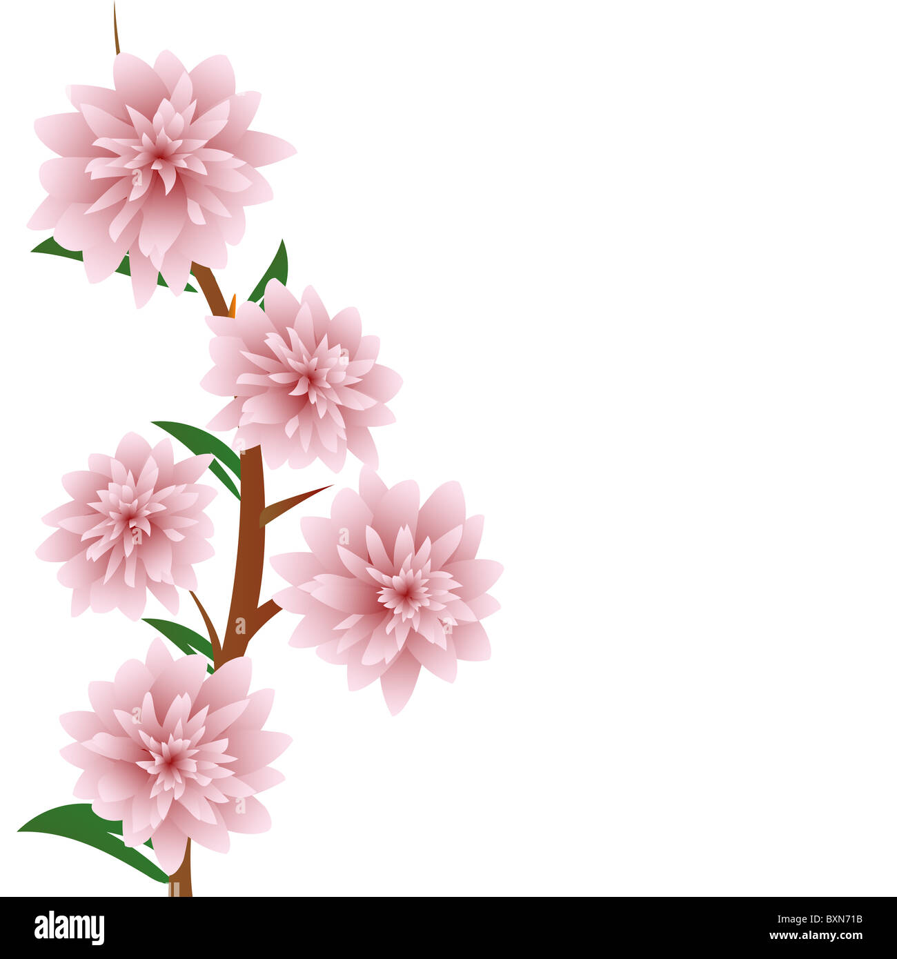Whit and pink flowers hi-res stock photography and images - Alamy