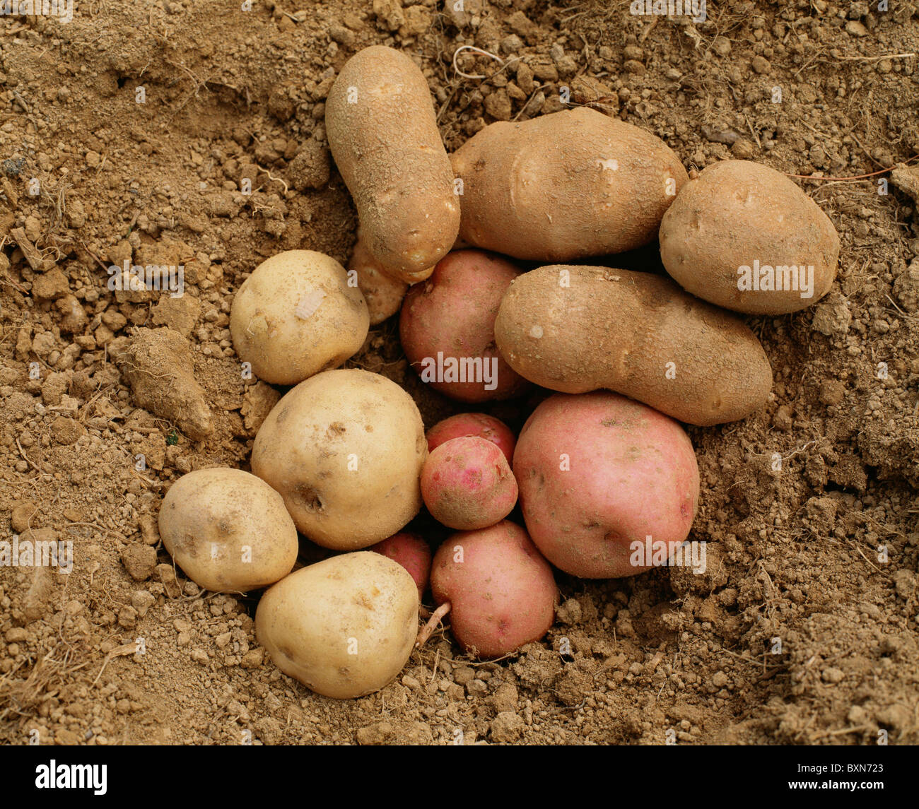 POTATOES (SOLANUM TUBEROSUM) RED PONTIAC NORGOLD RUSSET AND IRISH ...