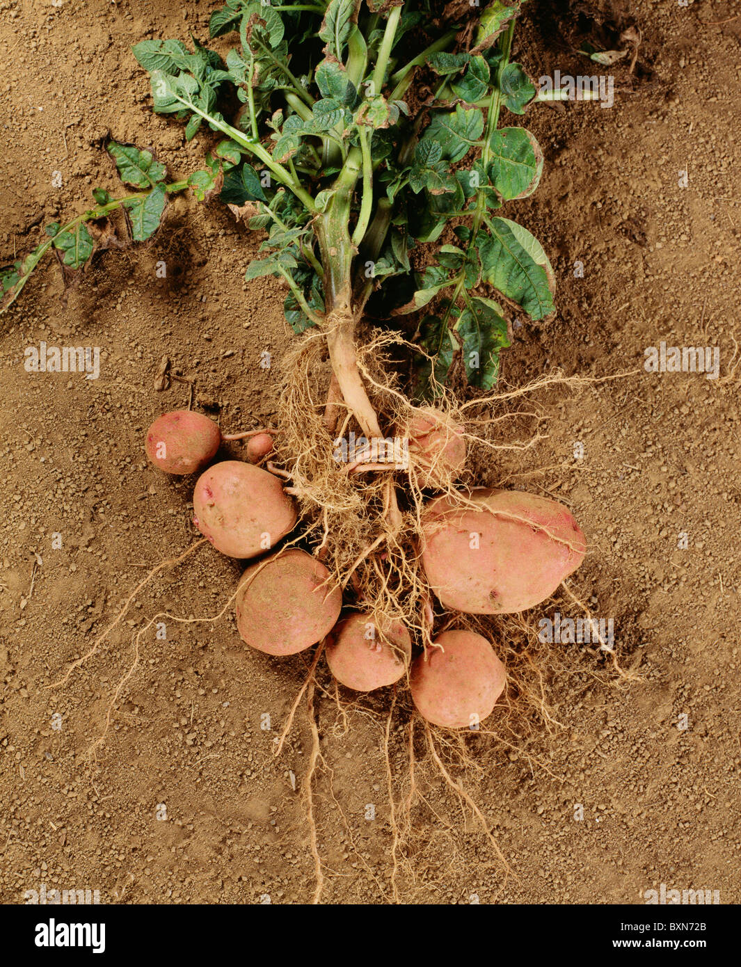 System Root For Potatoes
