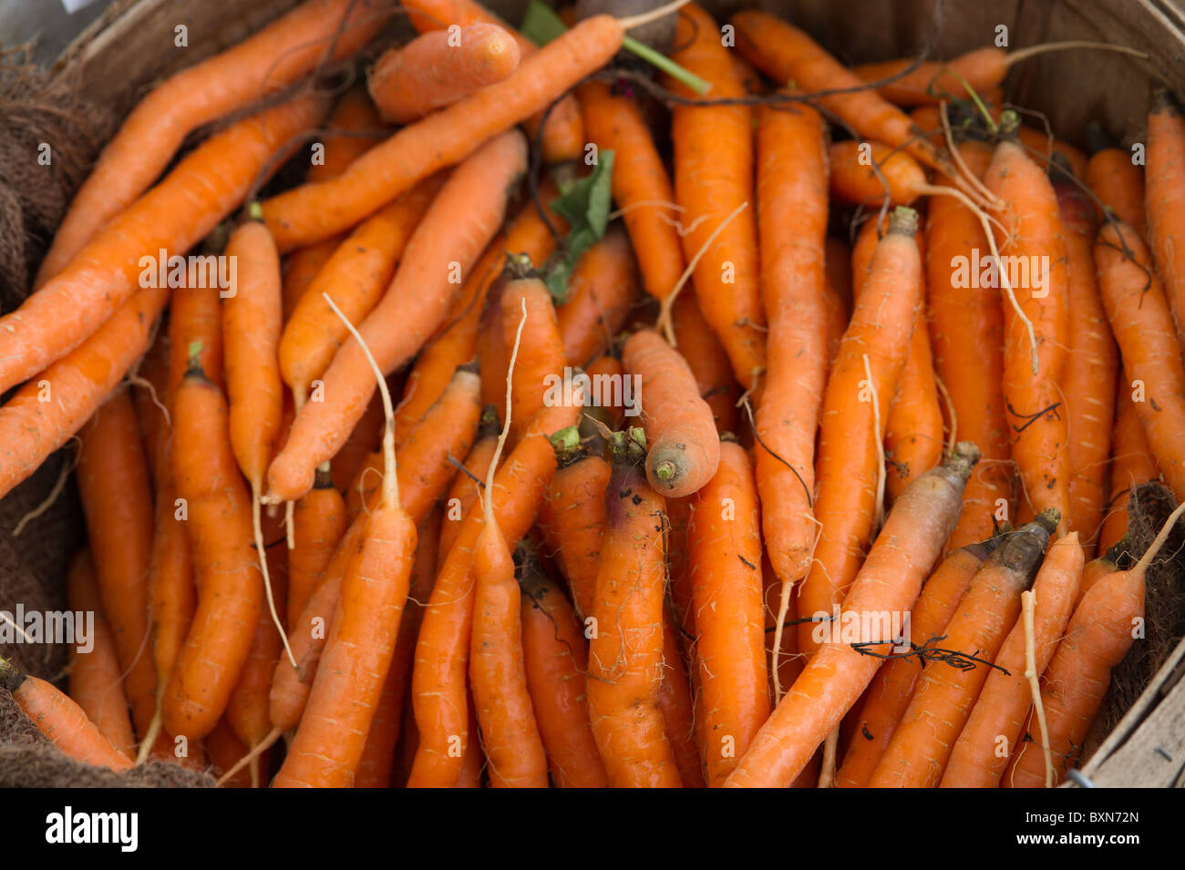 Carrot root vegetable hi-res stock photography and images - Alamy