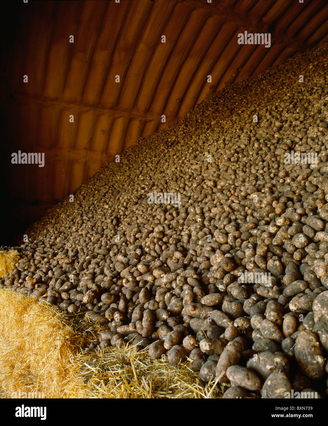 POTATOES IN STORAGE BUILDING Stock Photo - Alamy