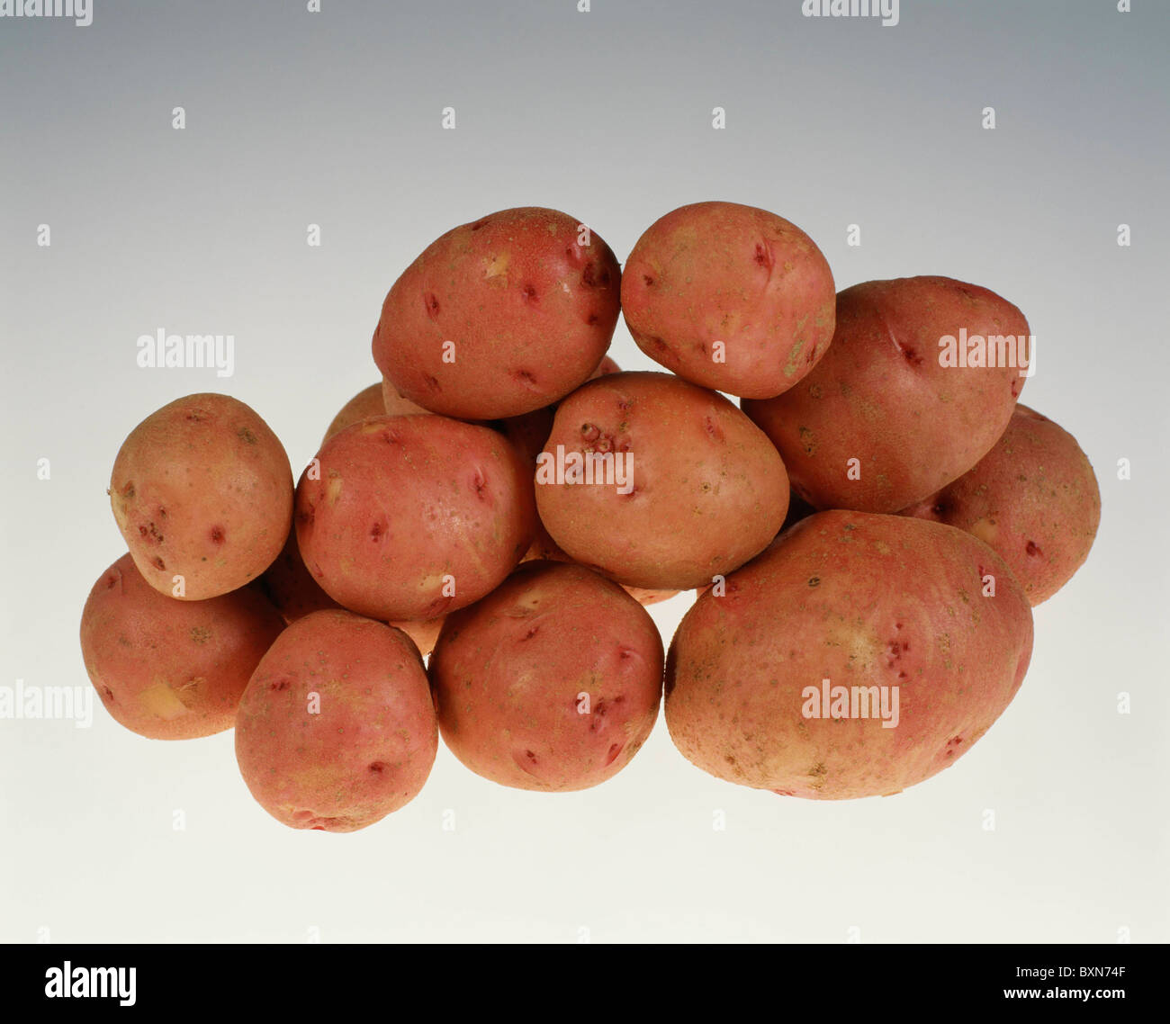 RED PONTIAC POTATOES (SOLANUM TUBEROSUM) GOOD BOILING POTATO; SOLID ...