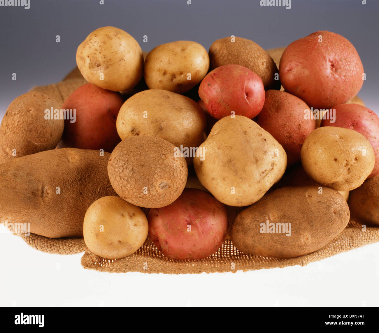 POTATOES (SOLANUM TUBEROSUM) RED PONTIAC, NORGOLD RUSSET AND IRISH ...