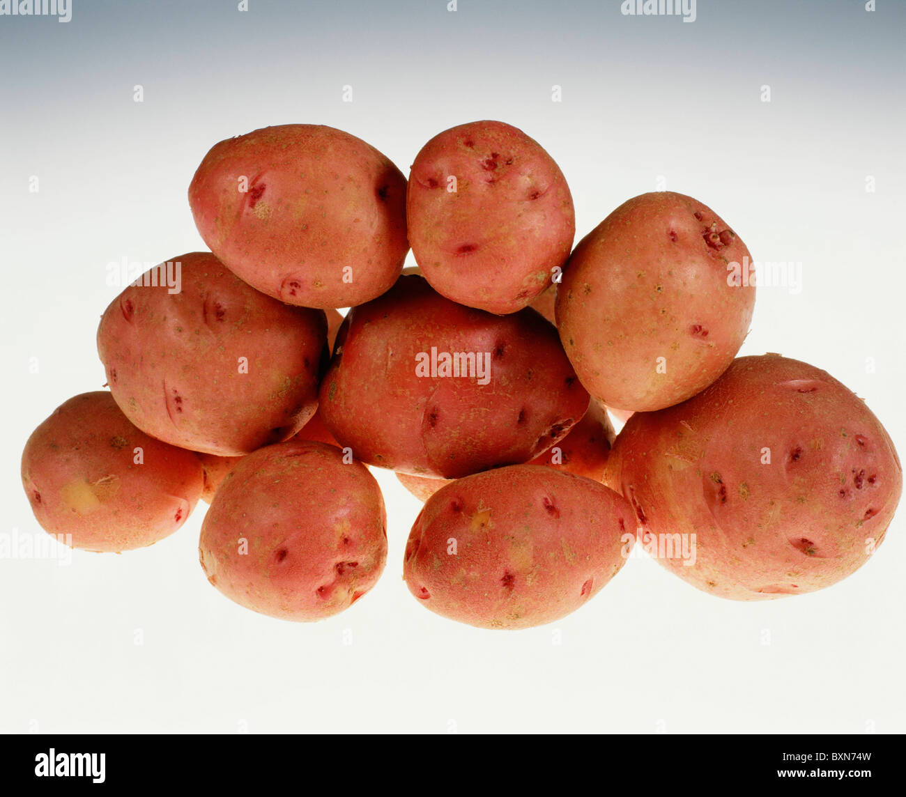 RED PONTIAC POTATOES (SOLANUM TUBEROSUM) GOOD BOILING POTATO; SOLID ...