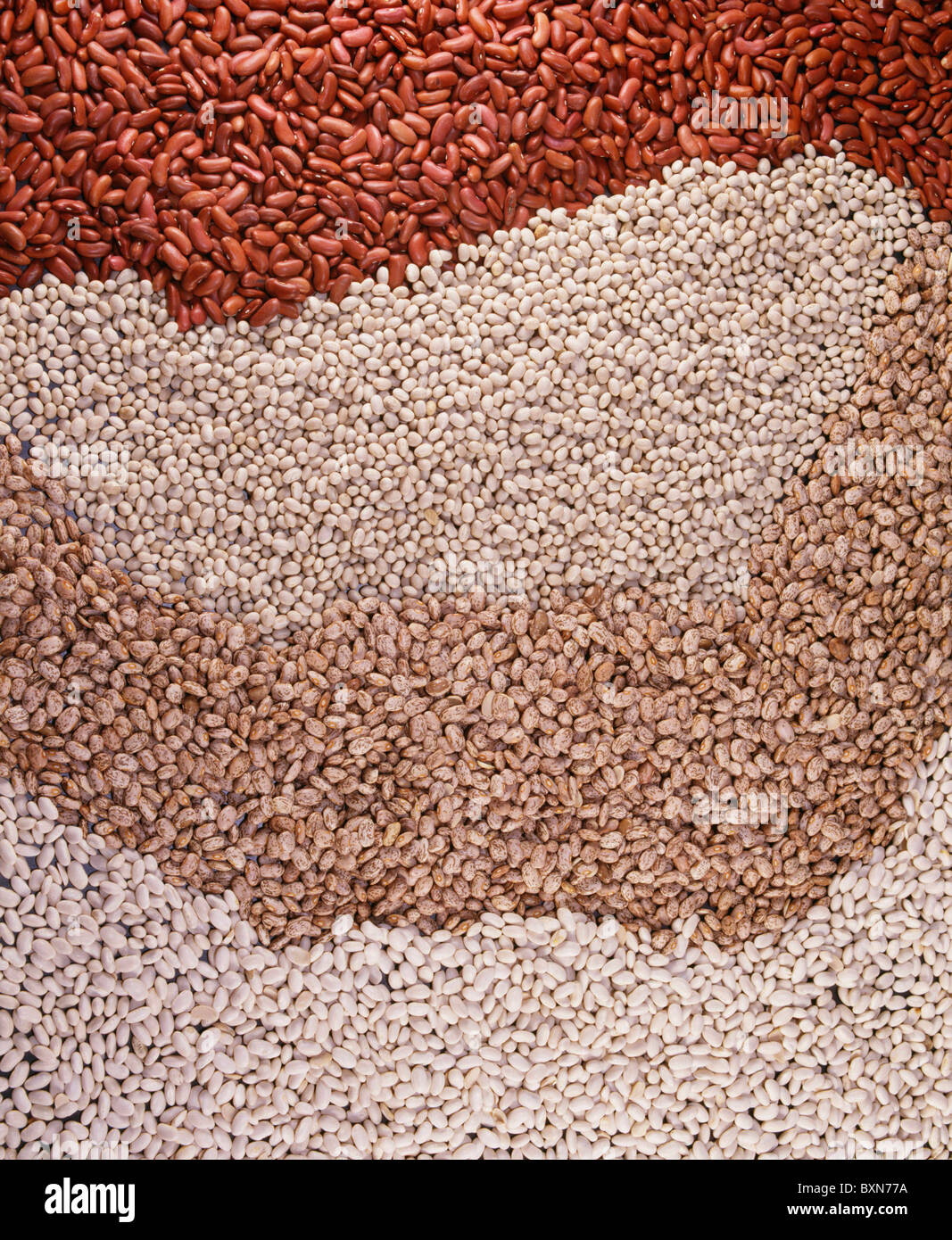 BEANS, TOP TO BOTTOM: KIDNEY, NAVY, PINTO, GREAT NORTHERN STUDIO Stock ...