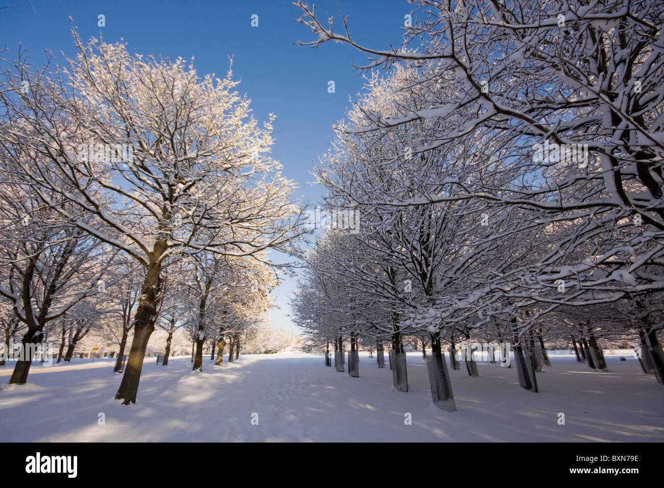 small space between two group of trees in park Stock Photo - Alamy