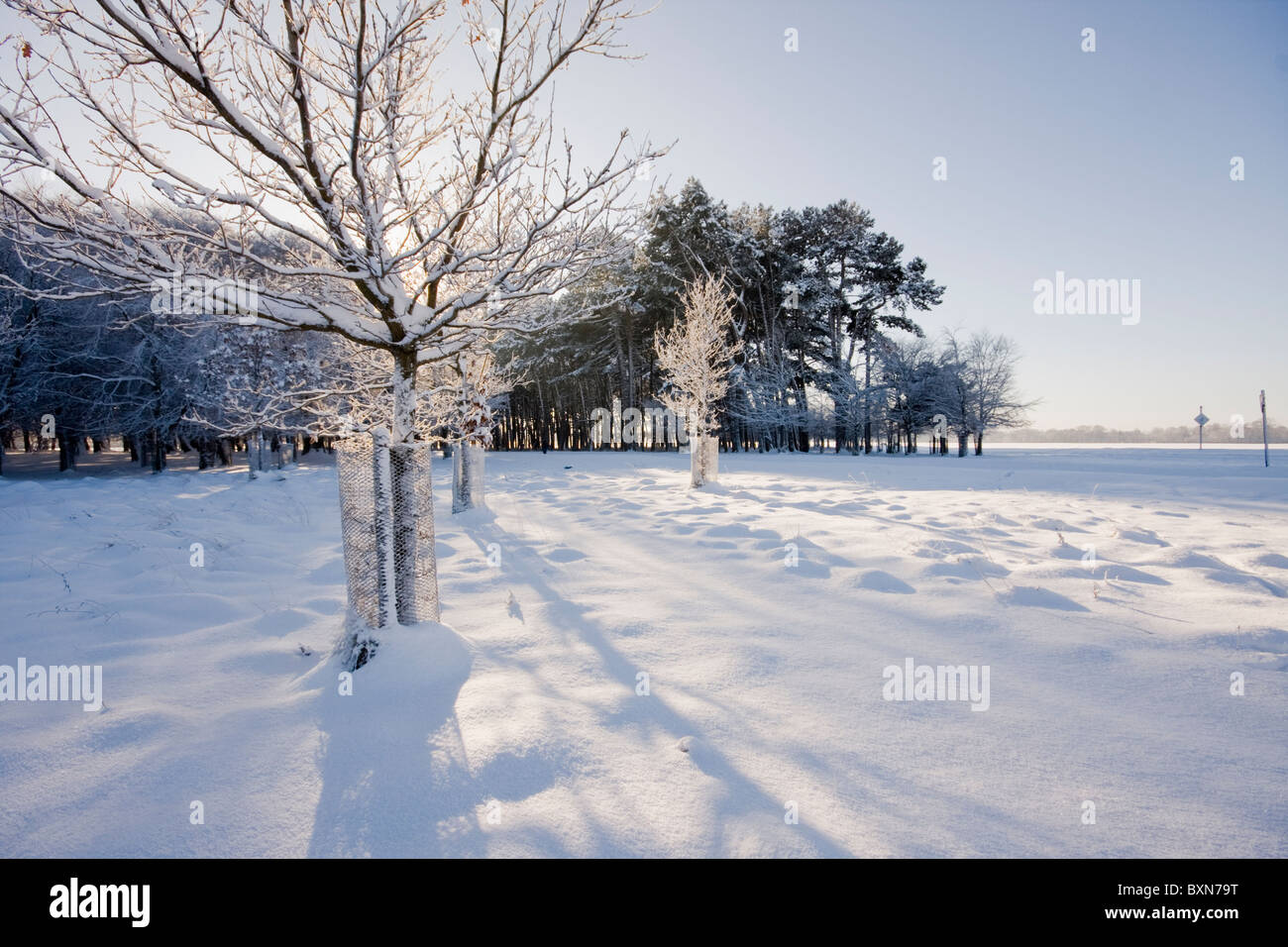 Tree shadow long shadows hi-res stock photography and images - Alamy