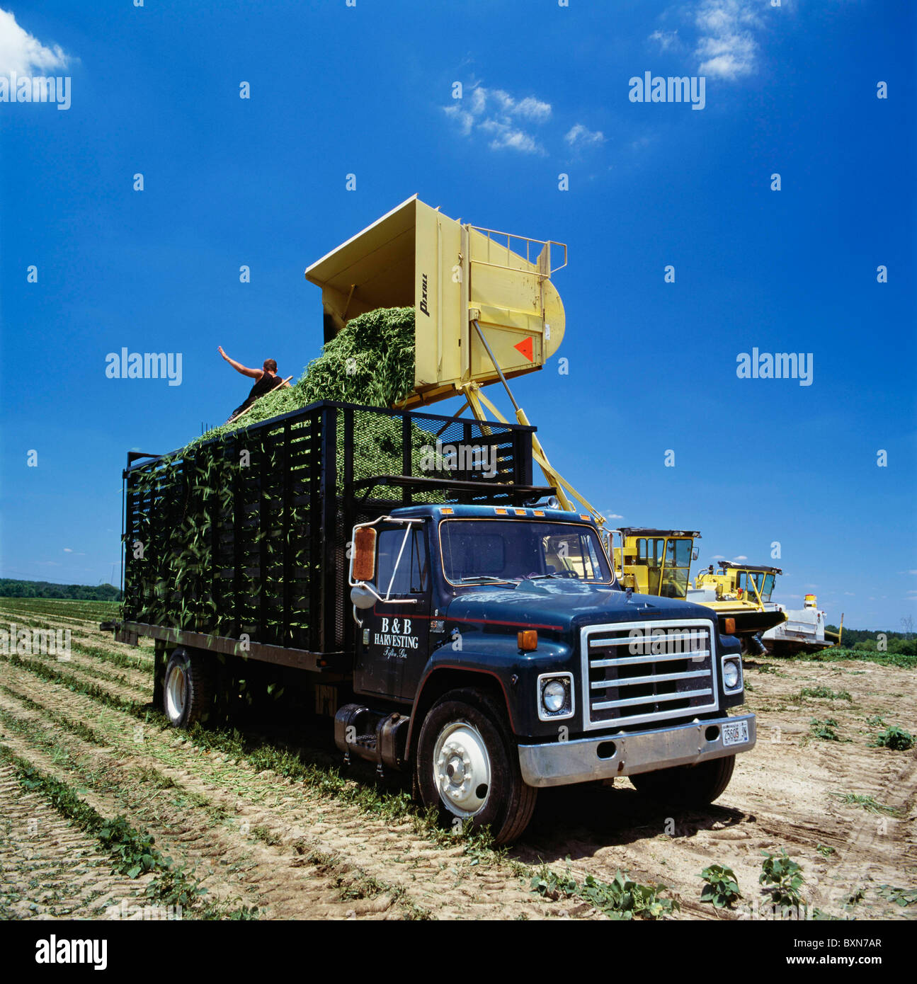 Dumping Beans High Resolution Stock Photography and Images - Alamy