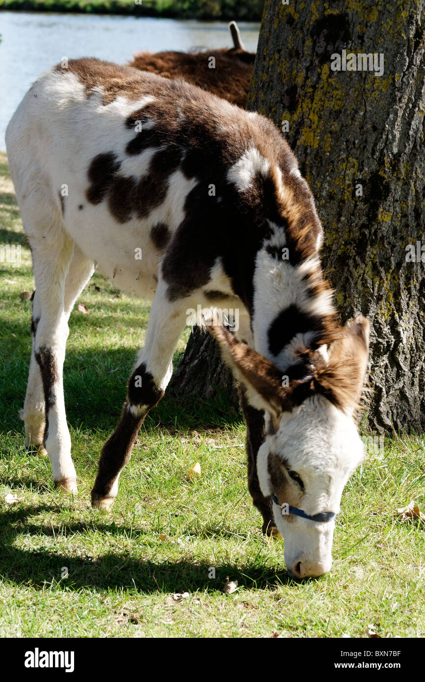 Tethered animals hi-res stock photography and images - Alamy