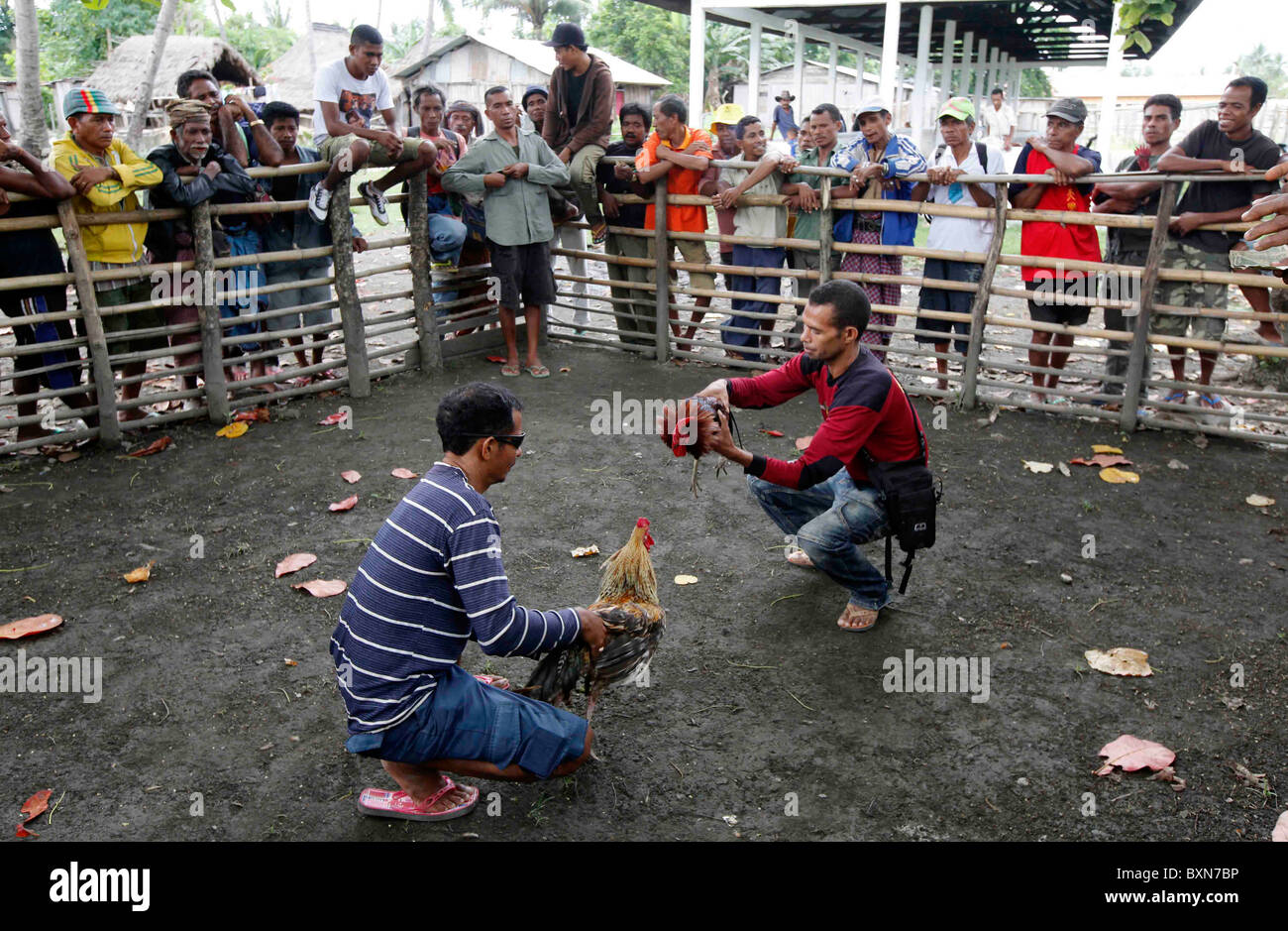 Cockfight in a fighting ring in the village of Salele, Timor Leste ...
