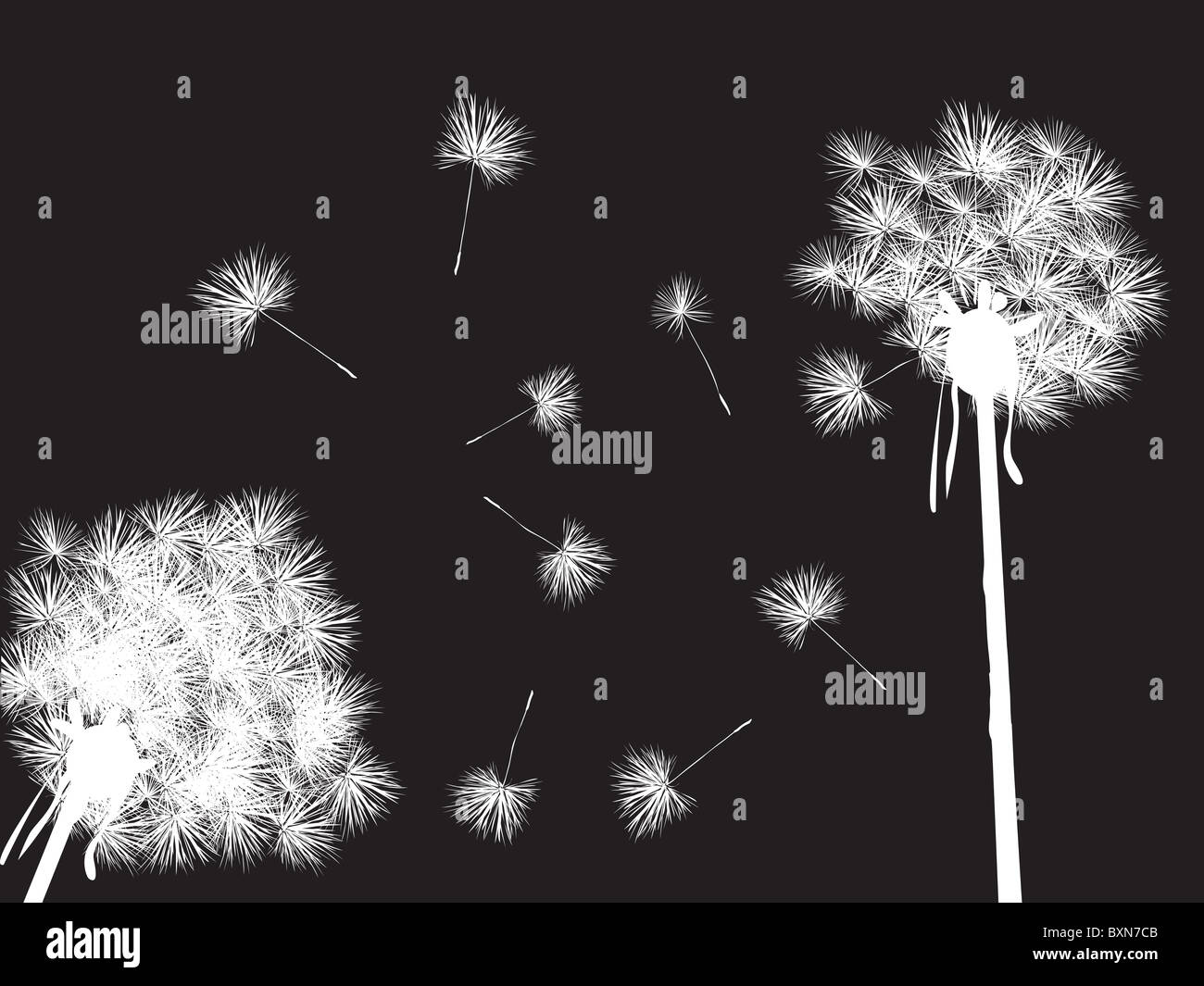 Dandelions in the night Stock Photo - Alamy