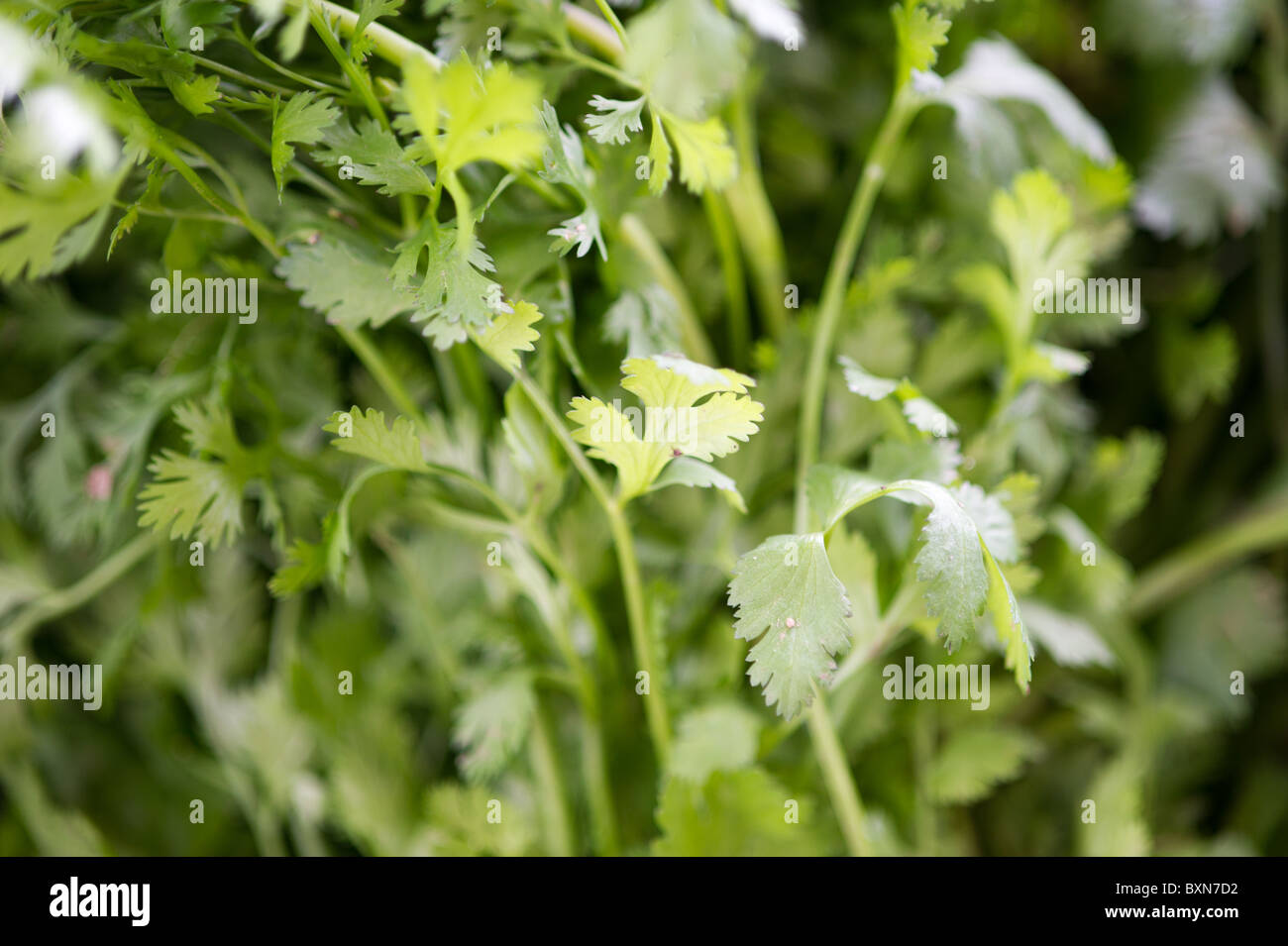 Cilantro plant hi-res stock photography and images - Alamy