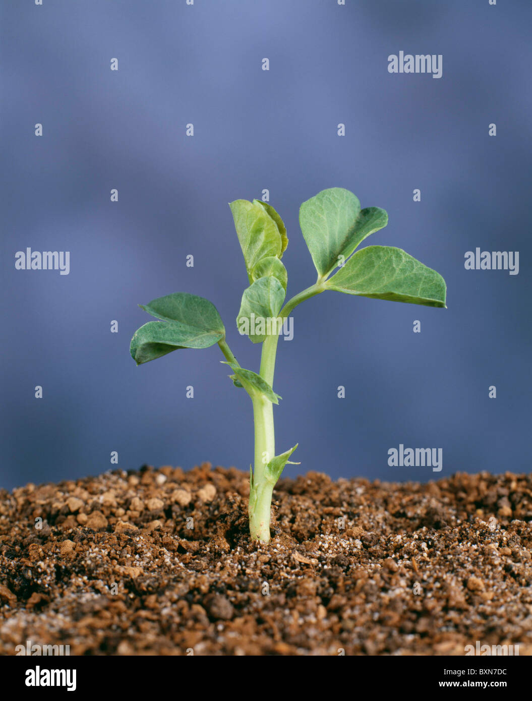 Dwarf pea plant growing Stock Photo - Alamy