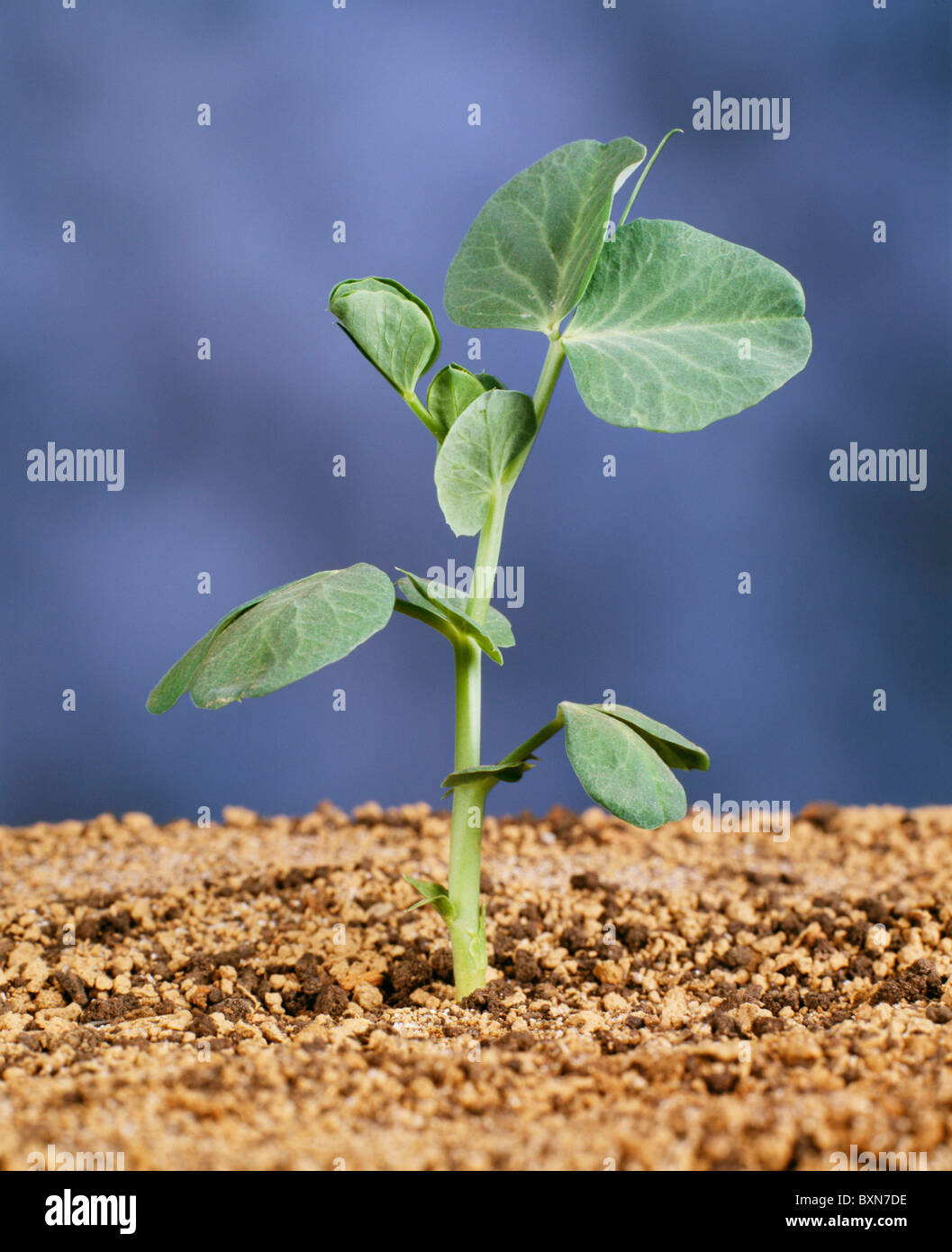 Dwarf stage hi-res stock photography and images - Alamy
