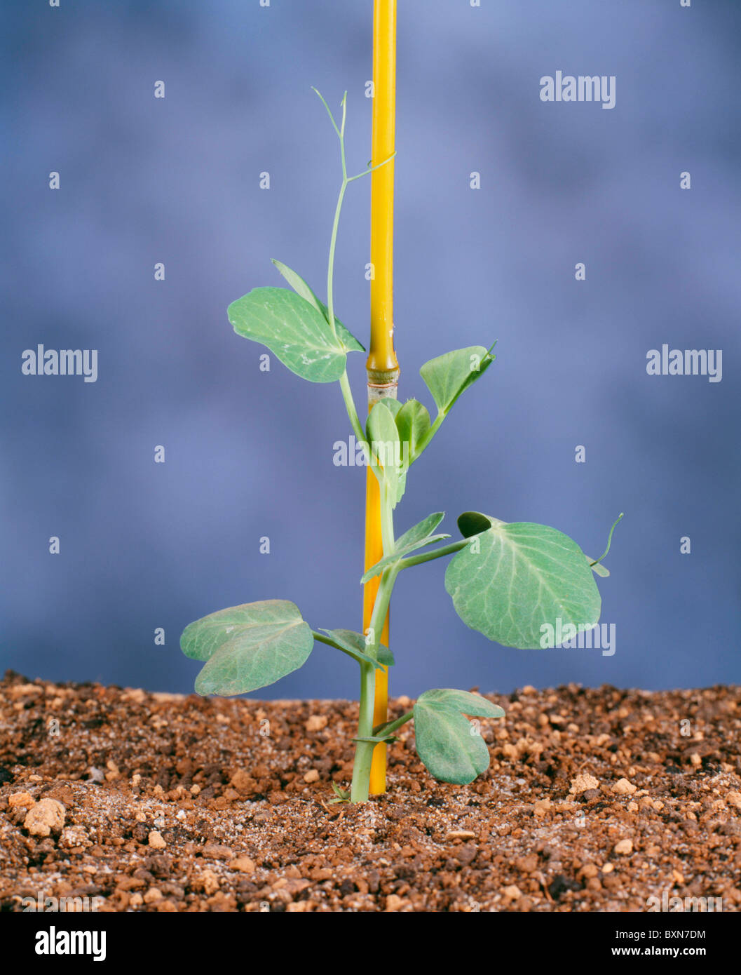 Dwarf pea plant growing Stock Photo - Alamy