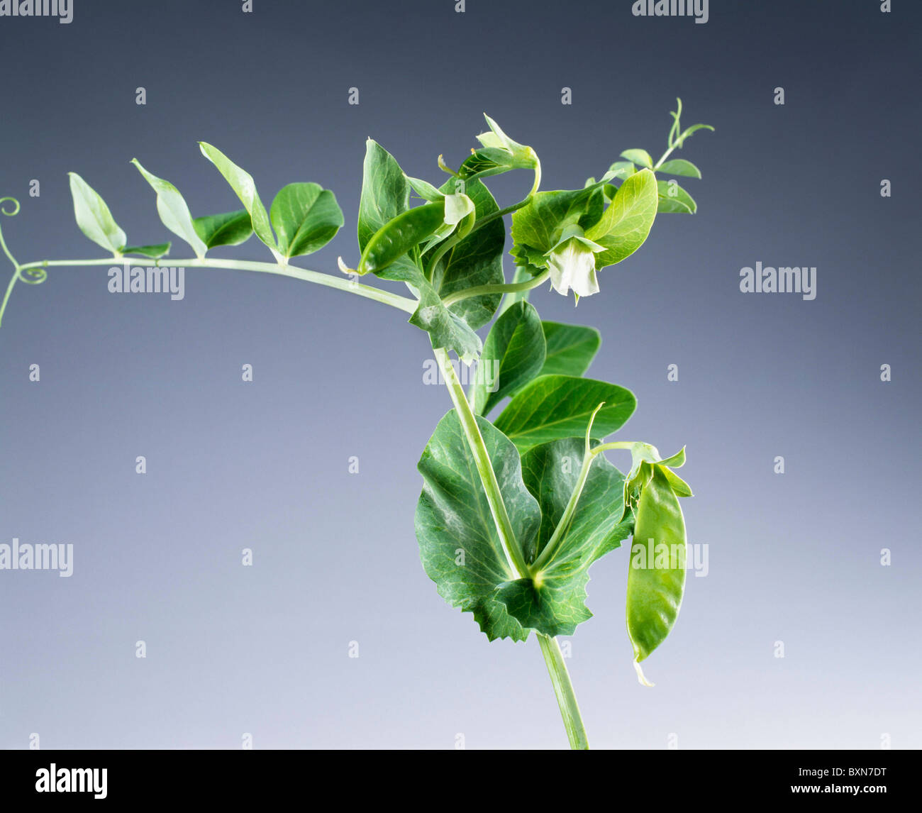 GARDEN PEAS EXTRA-EARLY ALASKA SHOWS PEA PODS, FLOWER AND TENDRILS ...