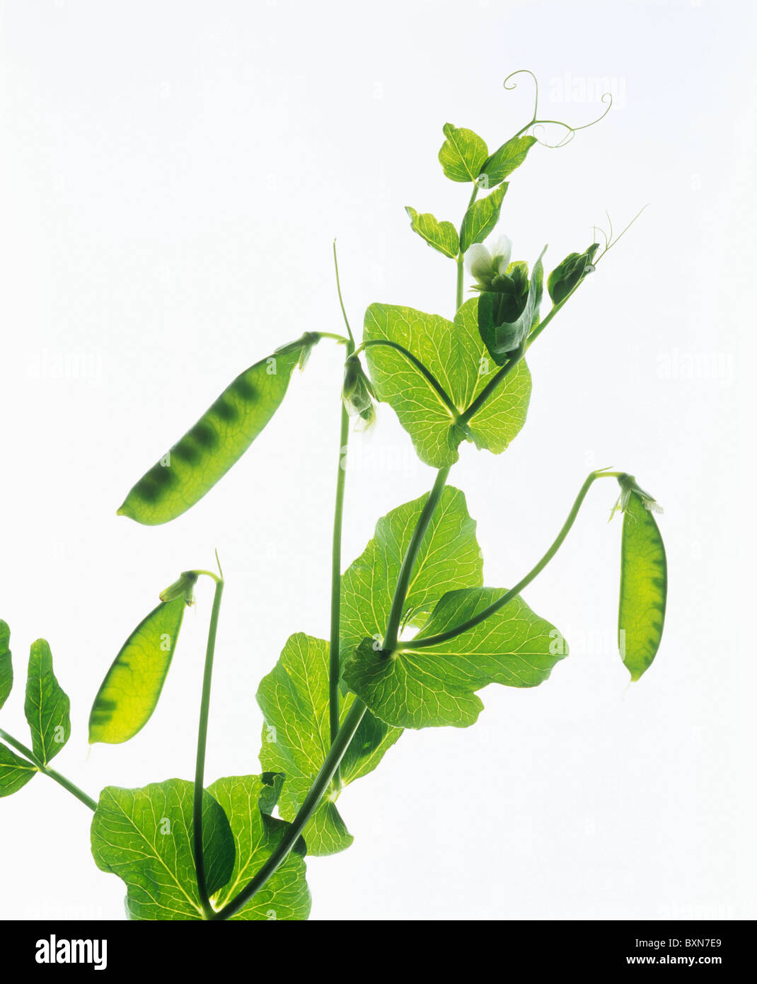 Garden Pea plant Stock Photo - Alamy