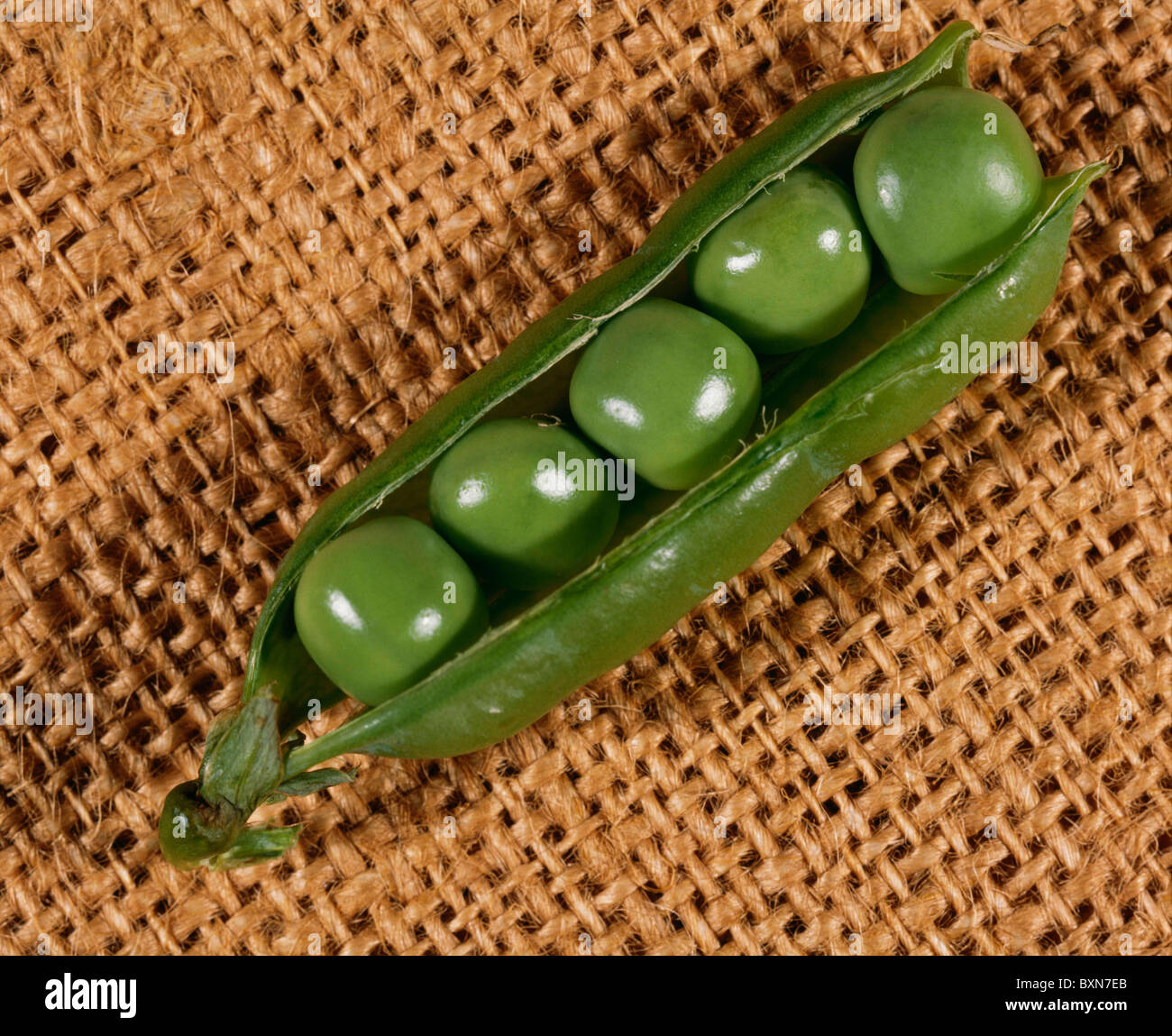 GARDEN PEAS / EXTRA-EARLY ALASKA / STUDIO GARDEN Stock Photo - Alamy