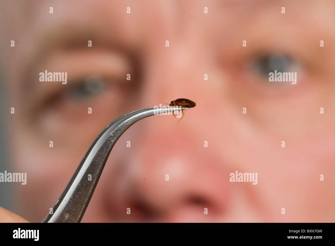 Man studying bed bug Stock Photo - Alamy