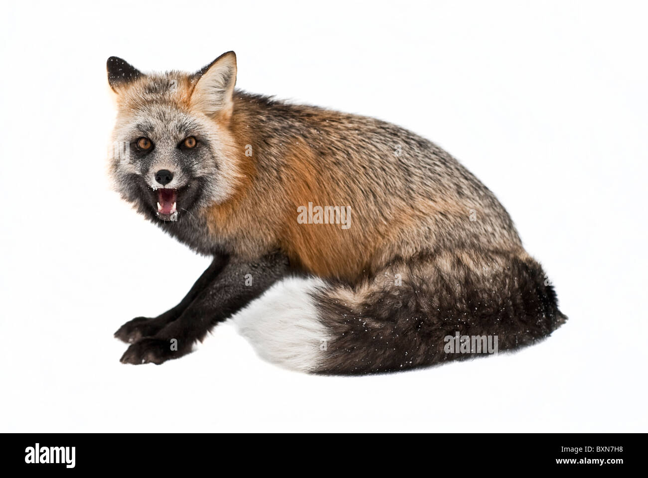 Red fox eyes ears nose Cut Out Stock Images & Pictures - Alamy
