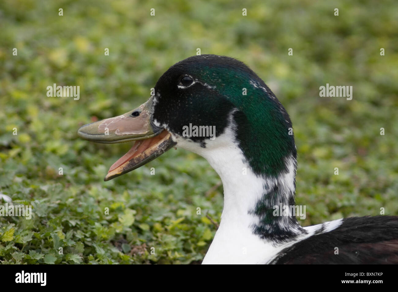 Duck detail hi-res stock photography and images - Alamy